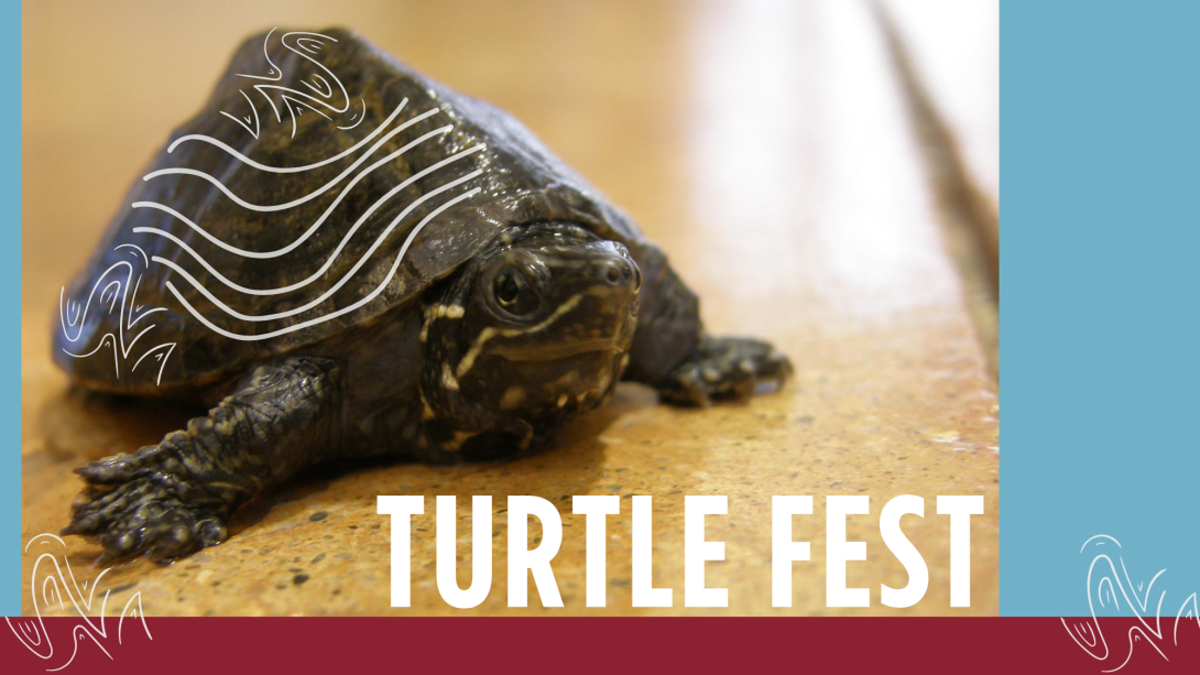Preserve | Turtle Fest: Sat, Apr 12 2025, 2 - 4pm | Calvin University